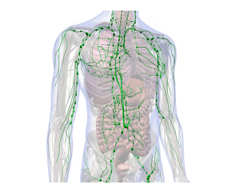 Limfni sistem, 5 ključnih dejstev - Physio Medical
